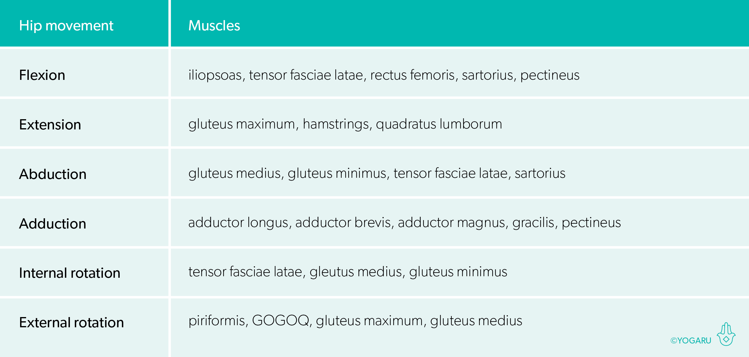 Anatomy 101 - The hips — YOGARU