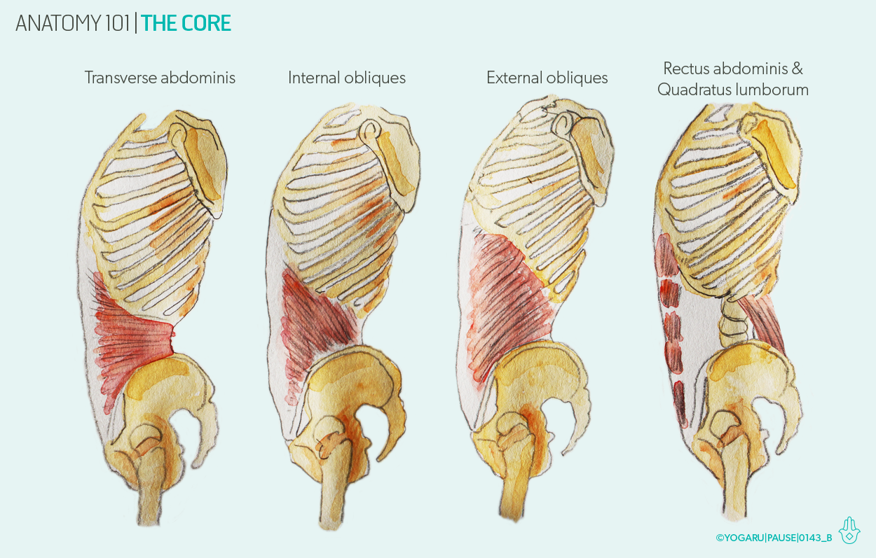 Anatomy 101 - the core — YOGARU