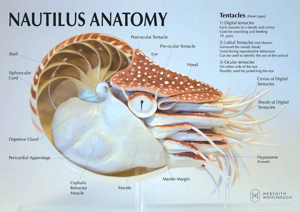 Nerd out on the Nautilus with me — Meredith Woolnough