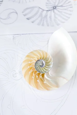 Nerd out on the Nautilus with me — Meredith Woolnough