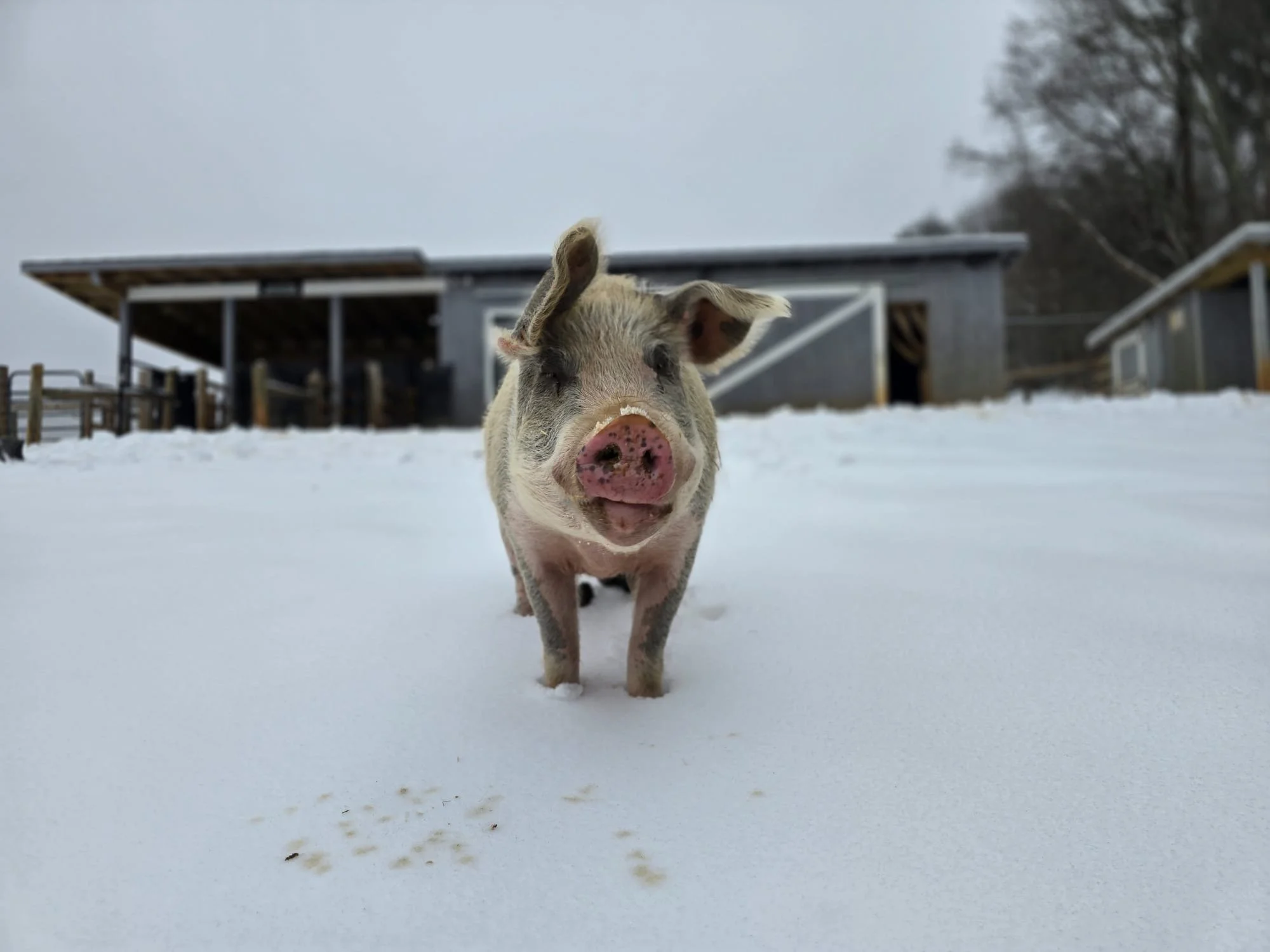 Madison House Volunteers Flock to Hogs and Kisses Farm Sanctuary ...