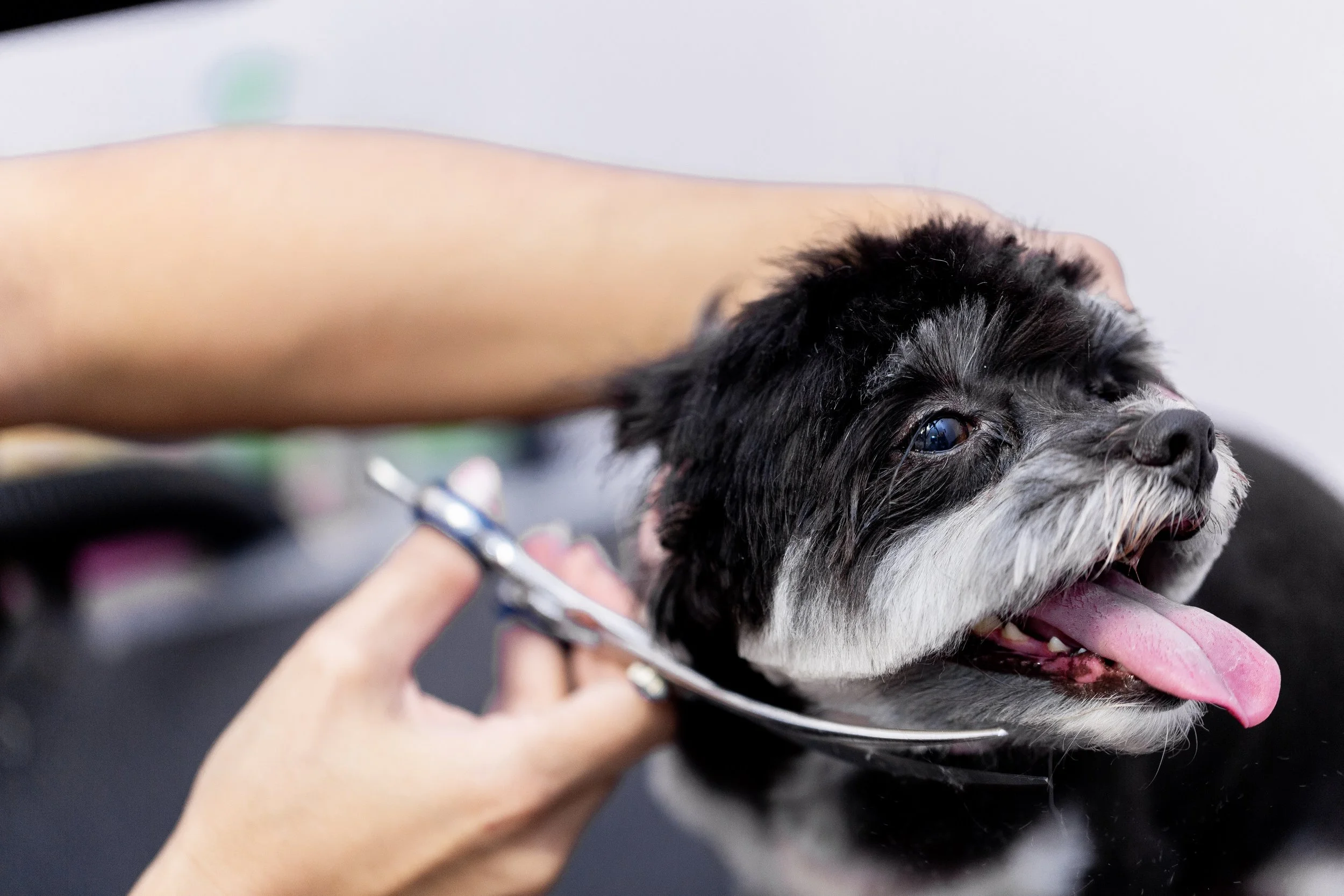 Stylist to the Dogs | Affordable pet grooming Narangba