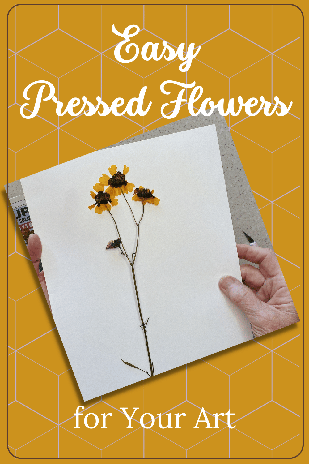 My Pressed Flower Method | Carol Ann Webster — carol ann webster