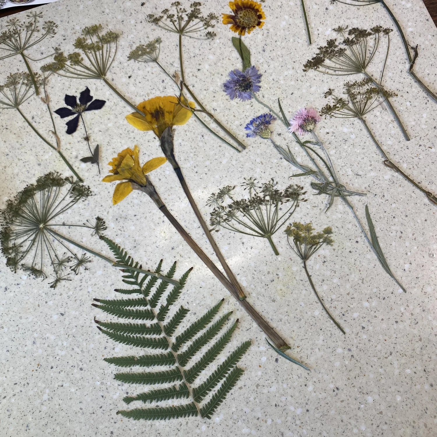 How to Use the Cyanotype Process on a Tea Bag — carol ann webster