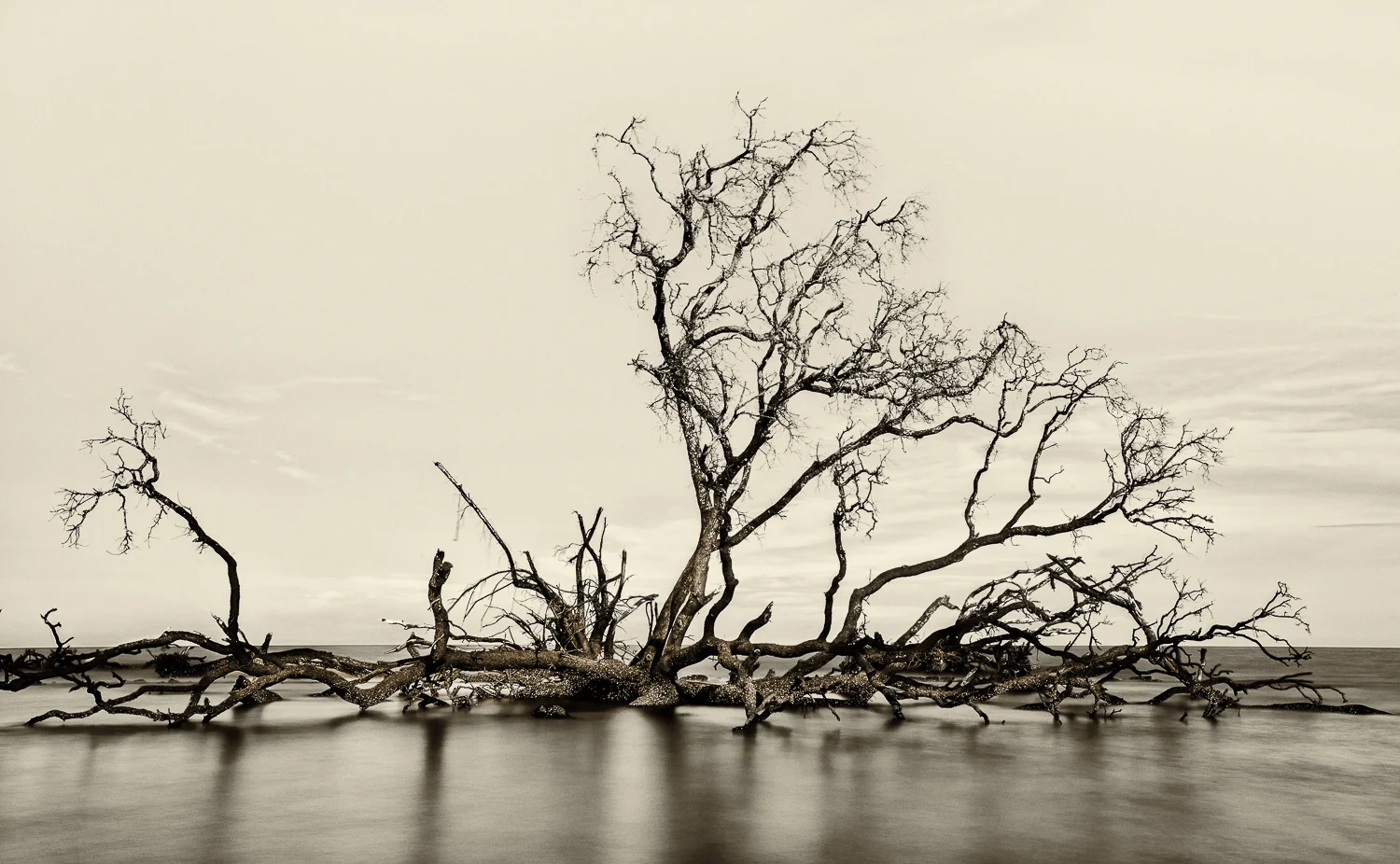 Lowcountry Landscapes — LongTime Photography