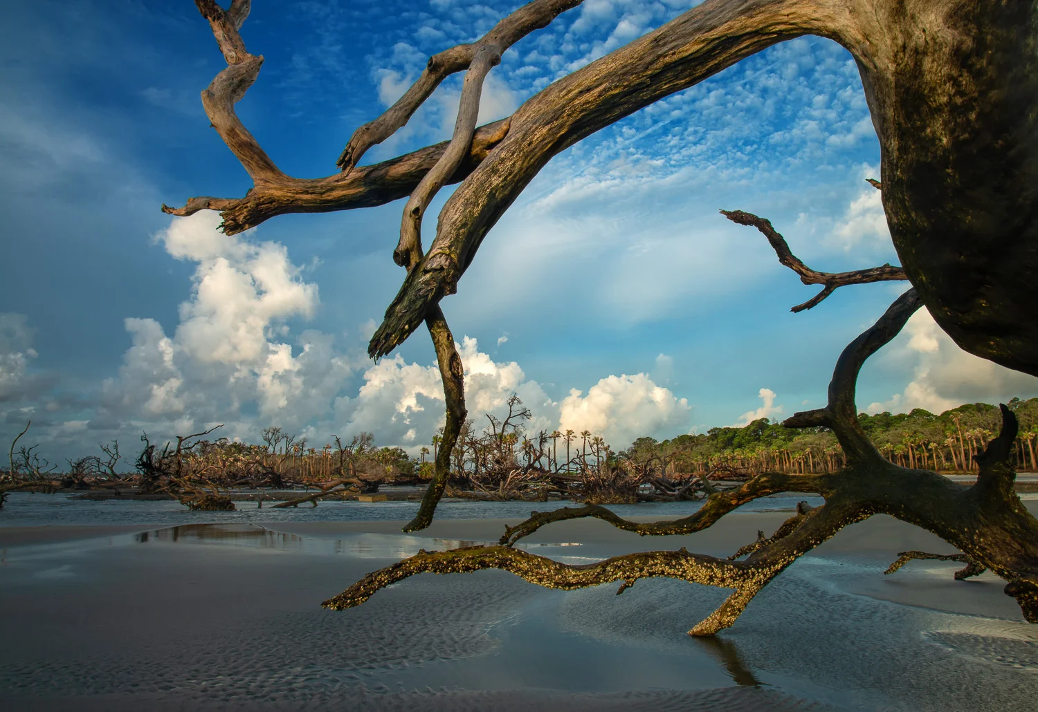Lowcountry Landscapes — LongTime Photography