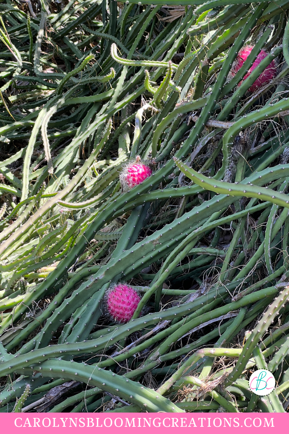 Why You Should Visit Cabbage Key In Florida — DIY Home Improvements ...