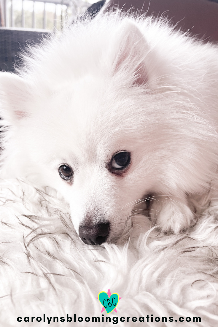 How to Groom an American Eskimo Dog — DIY Home Improvements Carolyn's ...