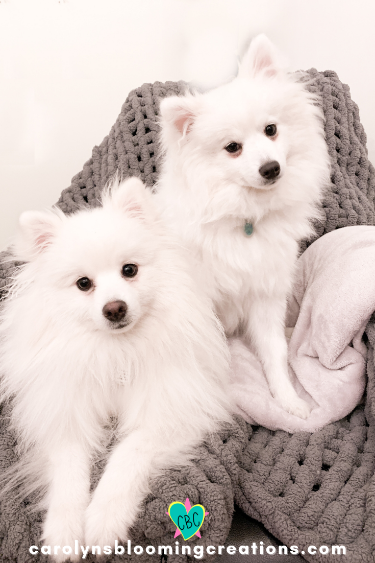 How to Groom an American Eskimo Dog — DIY Home Improvements Carolyn's ...