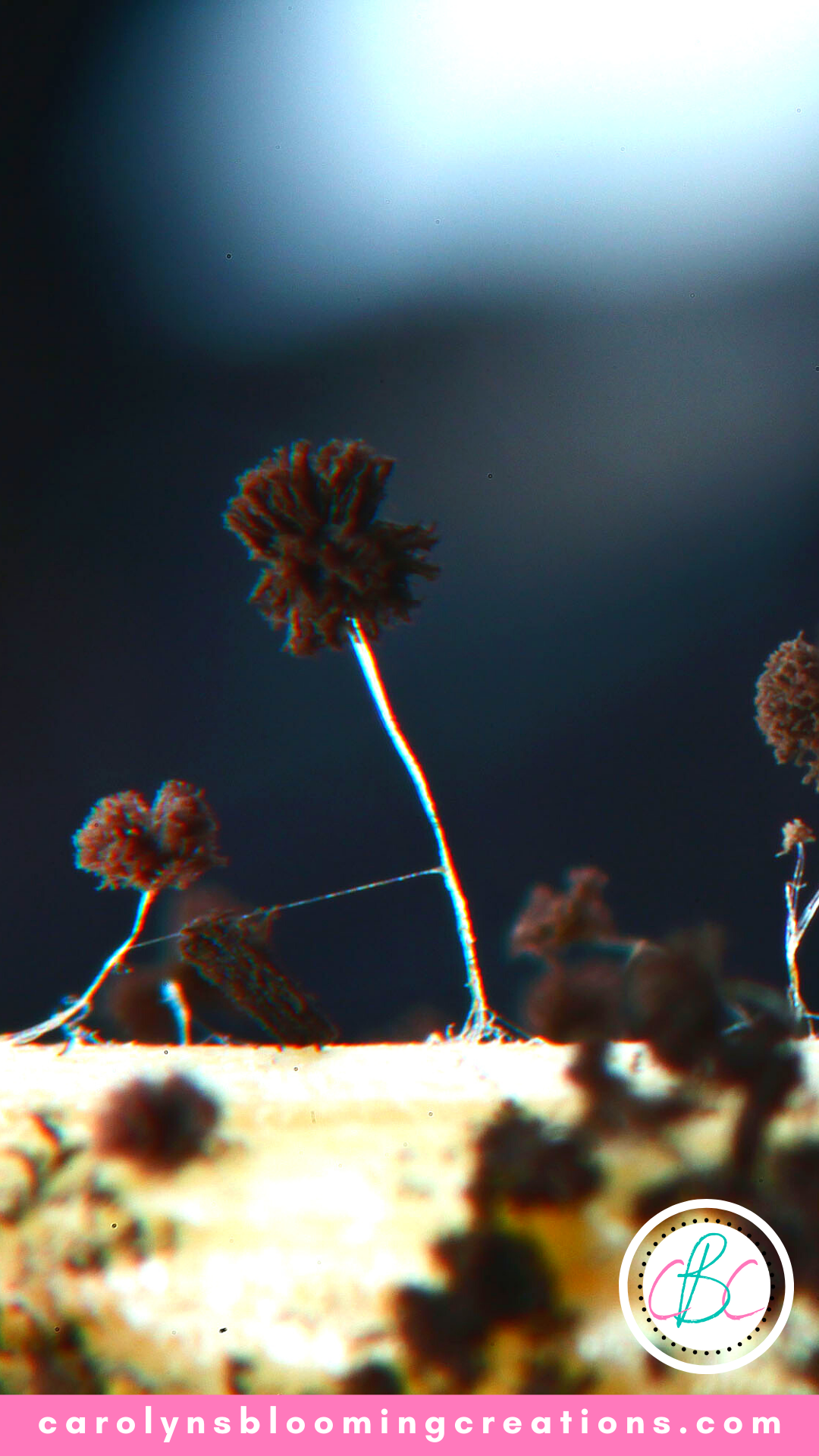 What's Causing Mold To Grow In Your Home? — DIY Home Improvements ...