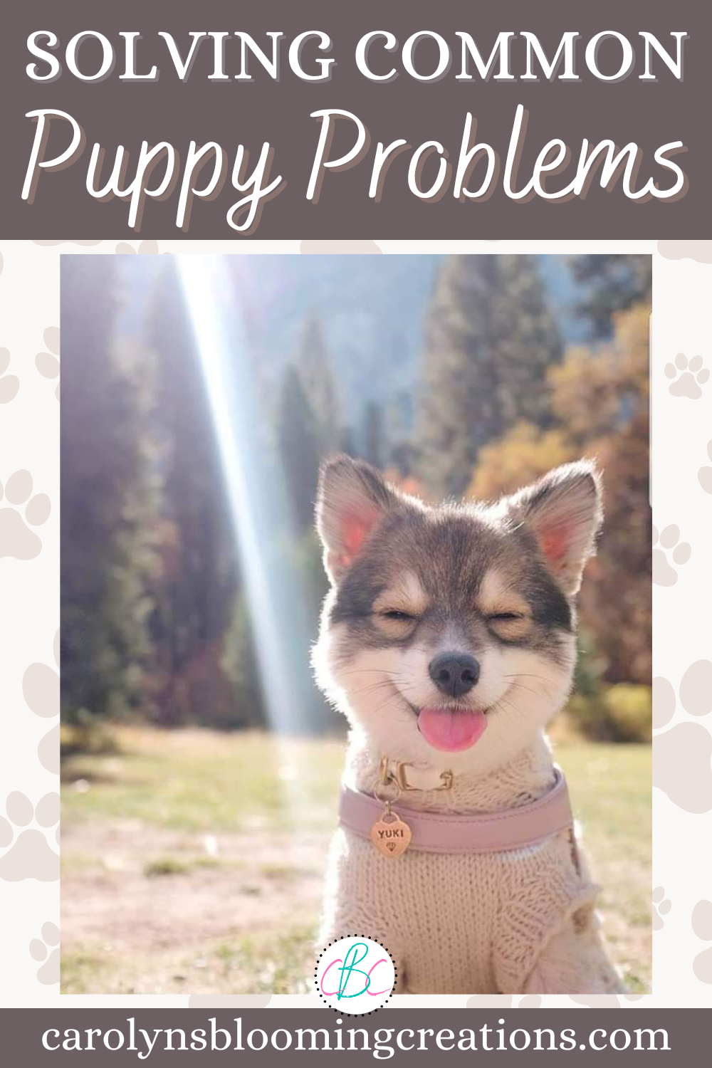 Solving Common Puppy Problems — DIY Home Improvements Carolyn's ...