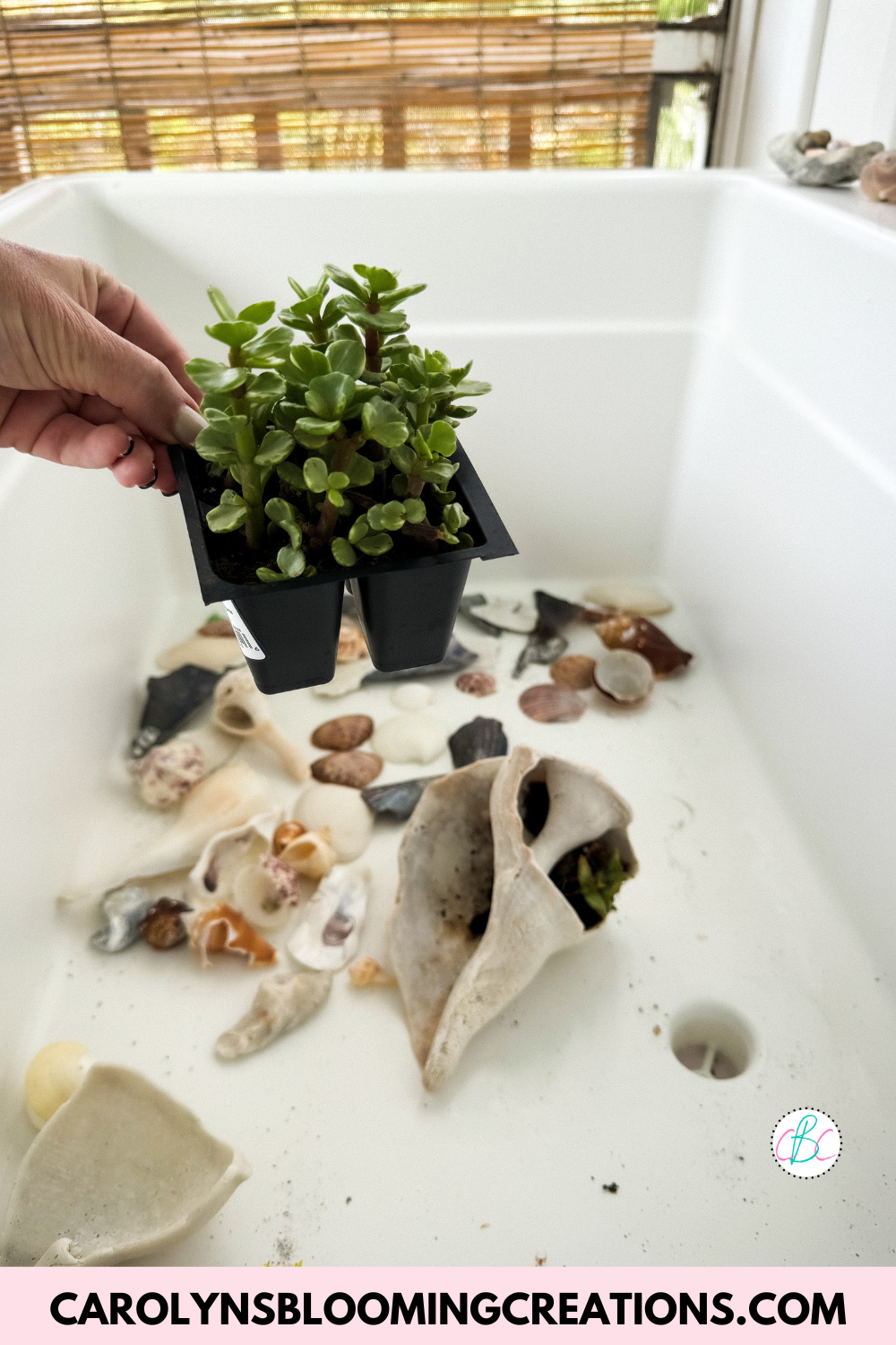 How to Make a Seashell Succulent Planter — DIY Home Improvements ...