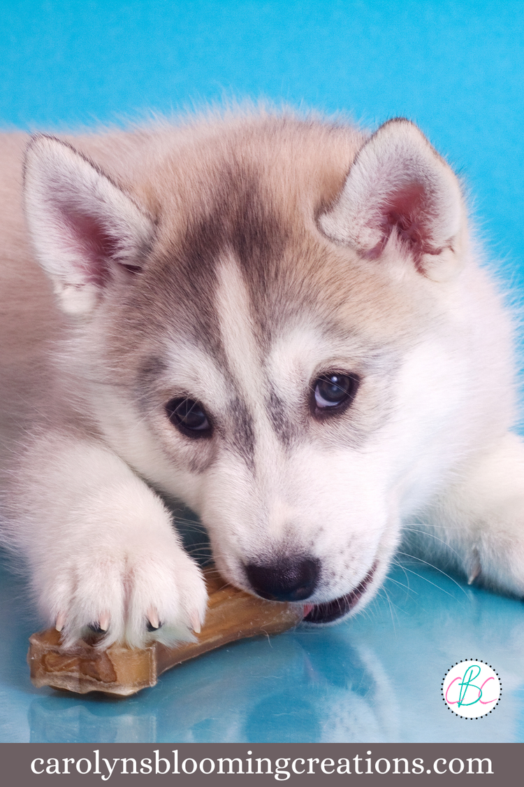 Solving Common Puppy Problems — DIY Home Improvements Carolyn's ...