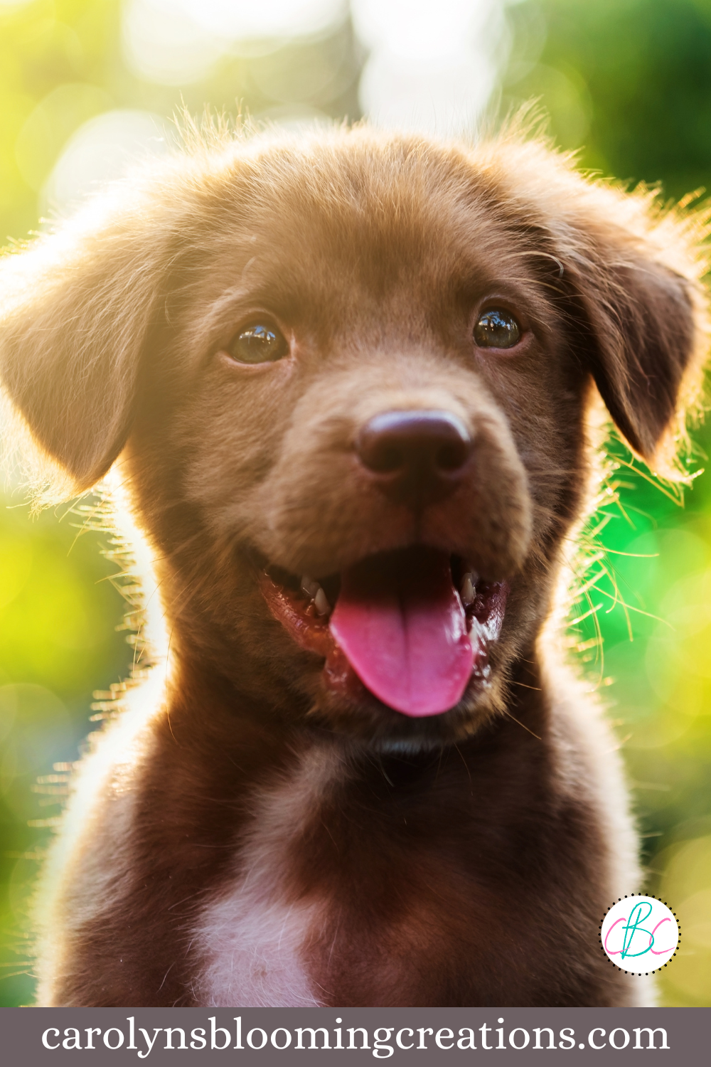 Solving Common Puppy Problems — DIY Home Improvements Carolyn's ...