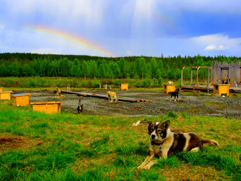 Our Ranch — Husky Ranch Lapland