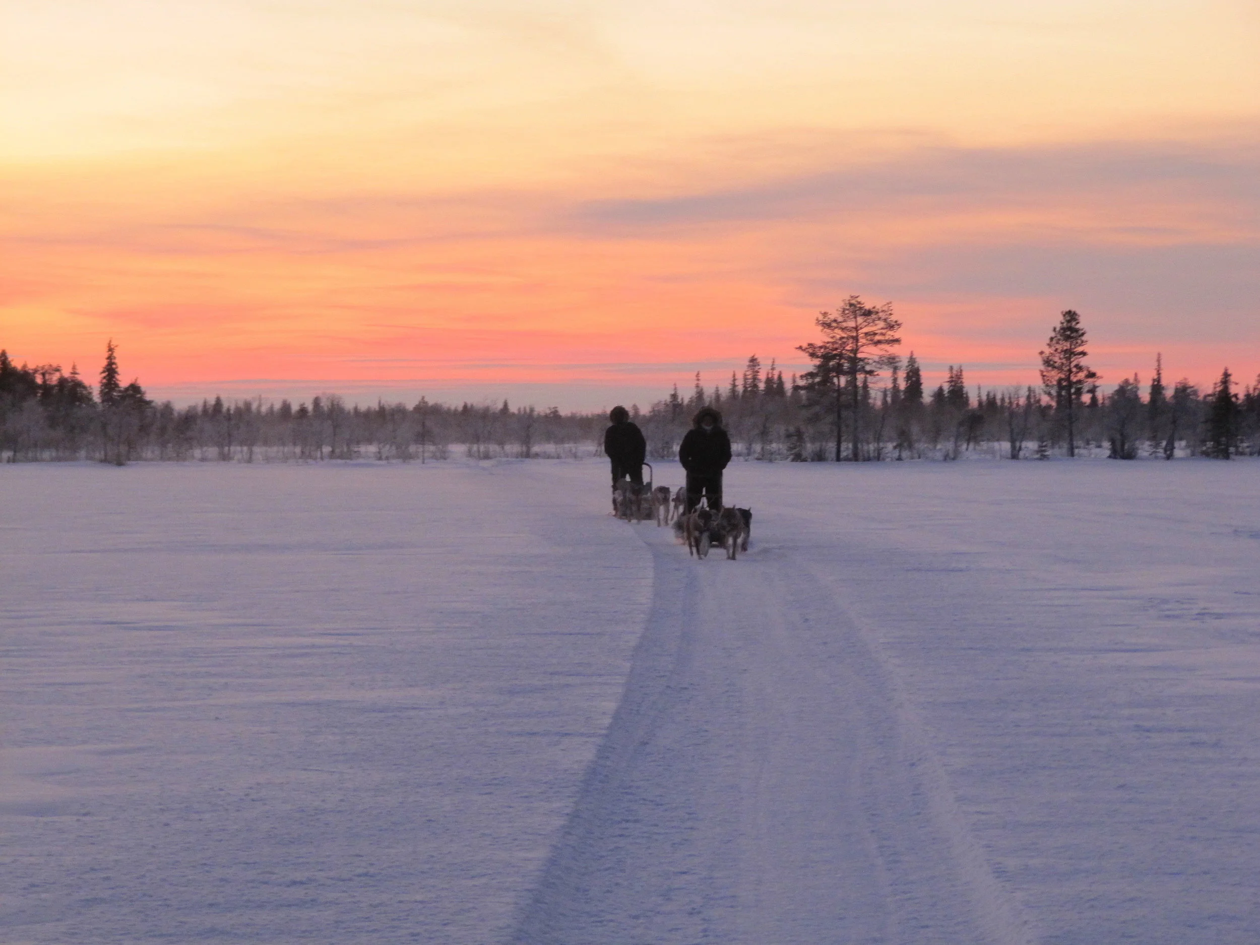 Half Day Husky Safari — Husky Ranch Lapland