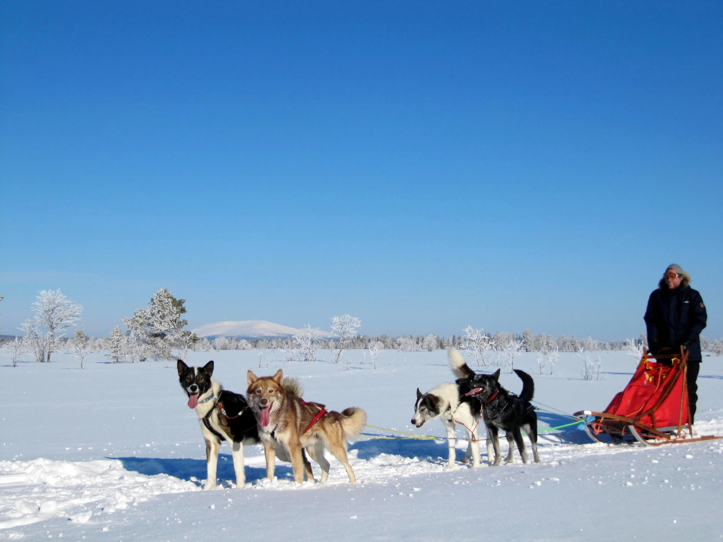 Full Day Husky Safari — Husky Ranch Lapland