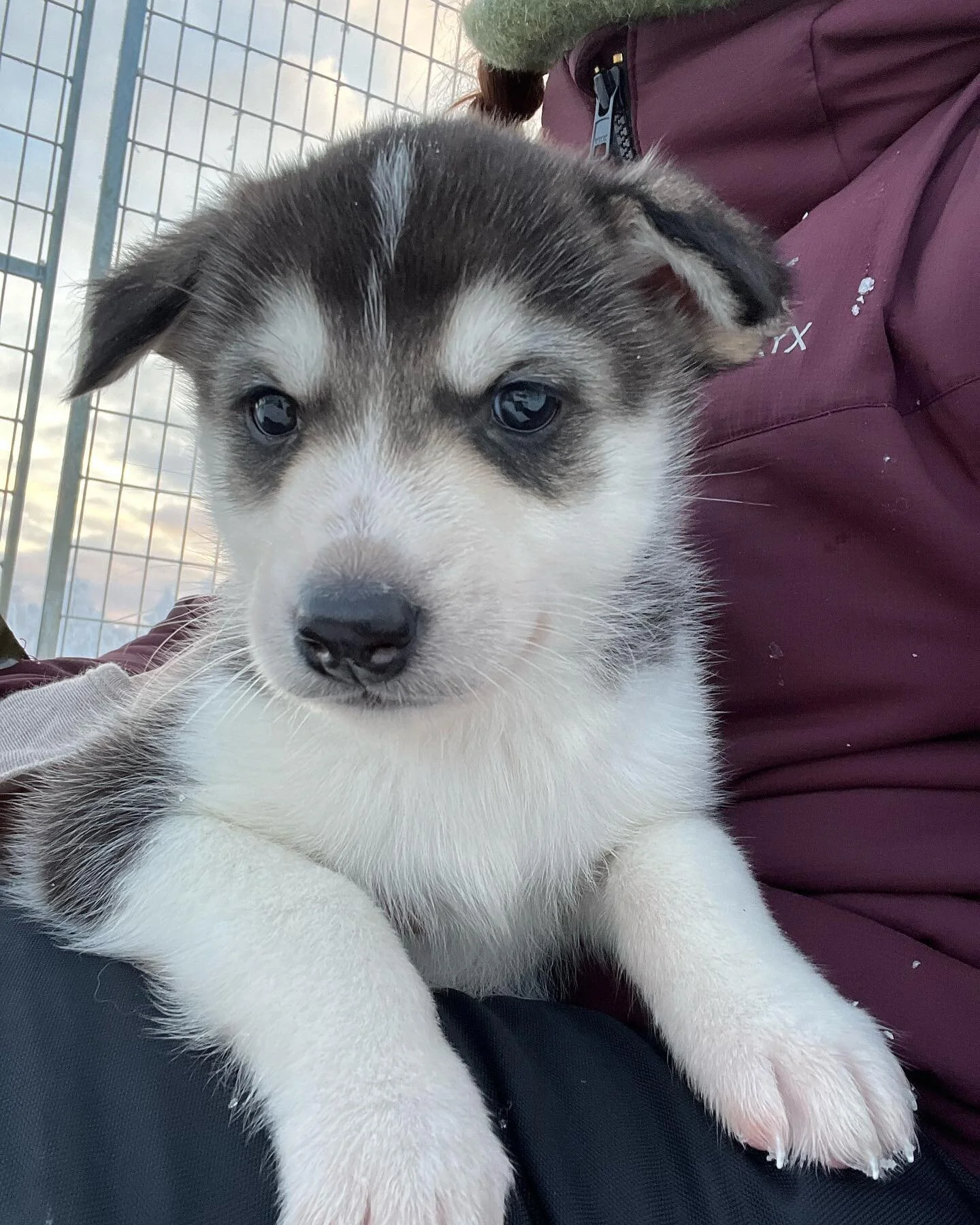 Contact information — Husky Ranch Lapland