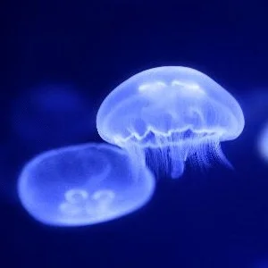 Happy vs. Sad Jellyfish - Sunset Marine Labs - Live Jellyfish & Aquariums