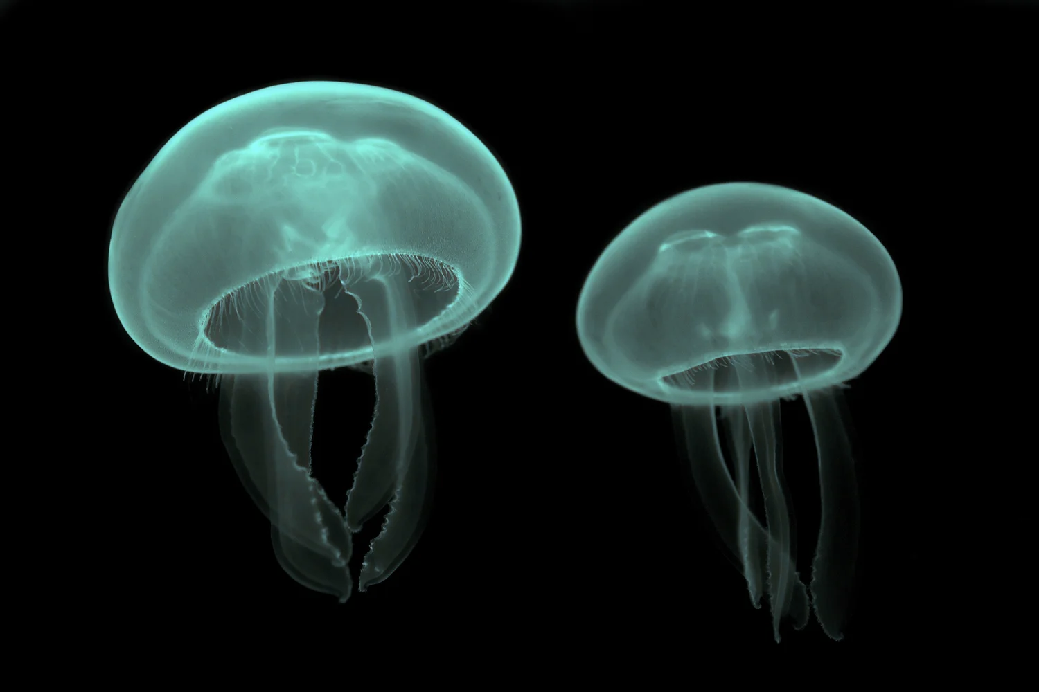 Happy vs. Sad Jellyfish - Sunset Marine Labs - Live Jellyfish & Aquariums