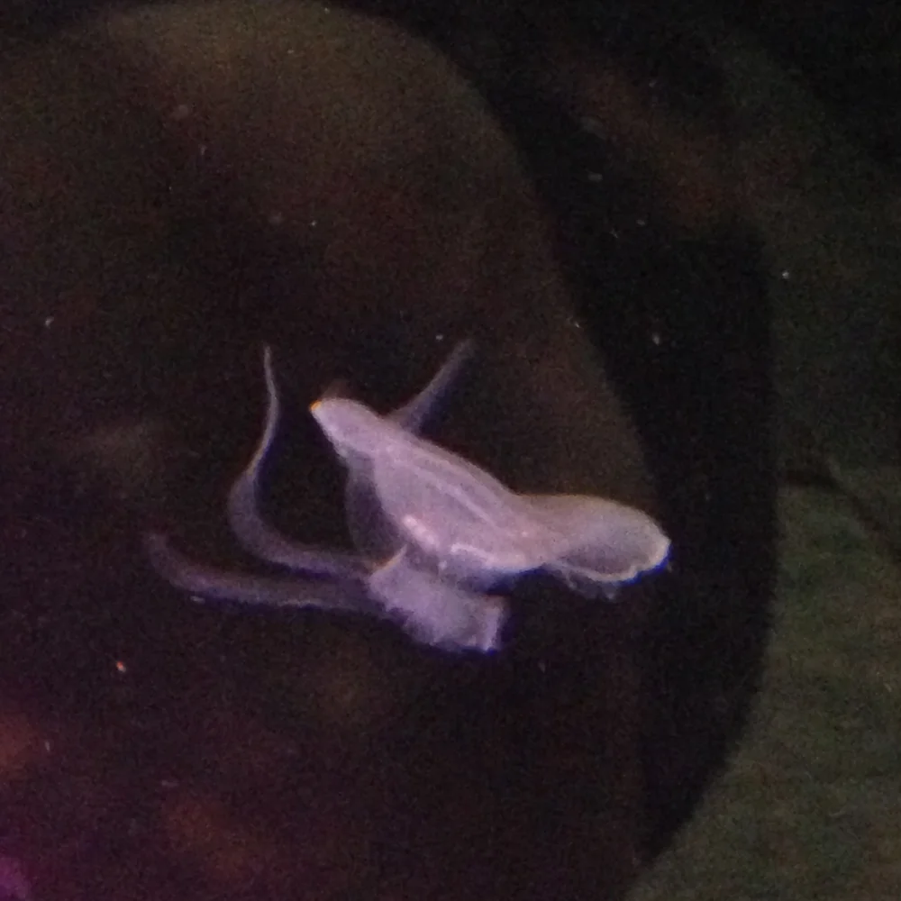 Happy vs. Sad Jellyfish - Sunset Marine Labs - Live Jellyfish & Aquariums