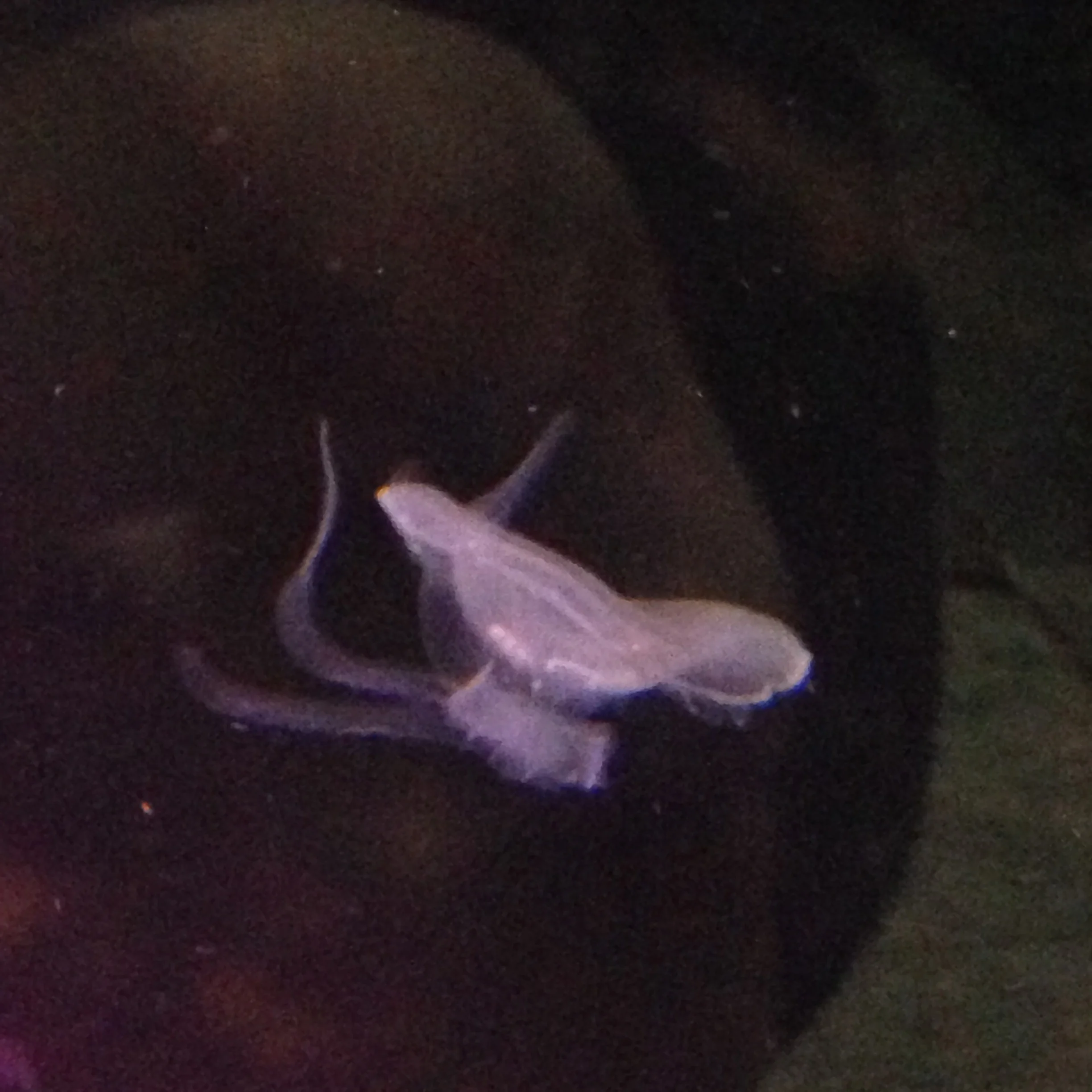 Happy vs. Sad Jellyfish - Sunset Marine Labs - Live Jellyfish & Aquariums