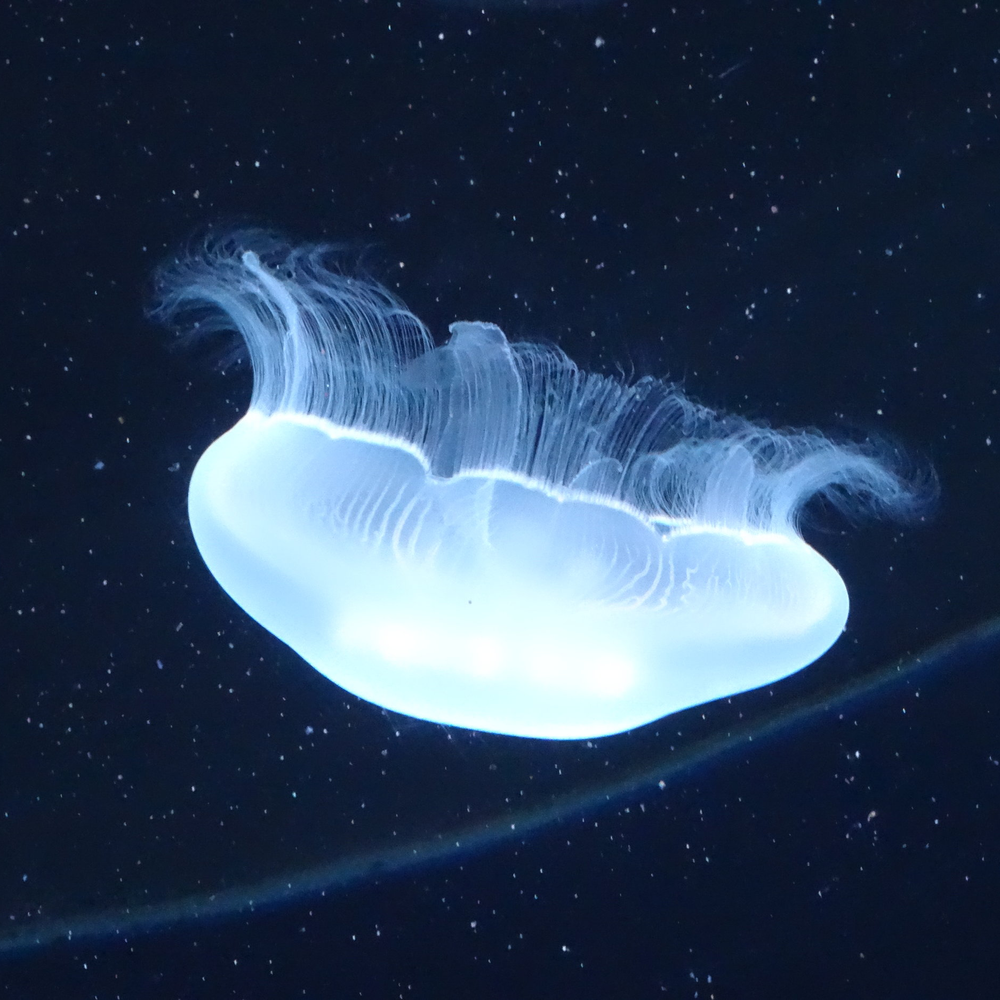 Happy vs. Sad Jellyfish - Sunset Marine Labs - Live Jellyfish & Aquariums