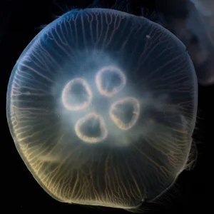 Happy vs. Sad Jellyfish - Sunset Marine Labs - Live Jellyfish & Aquariums