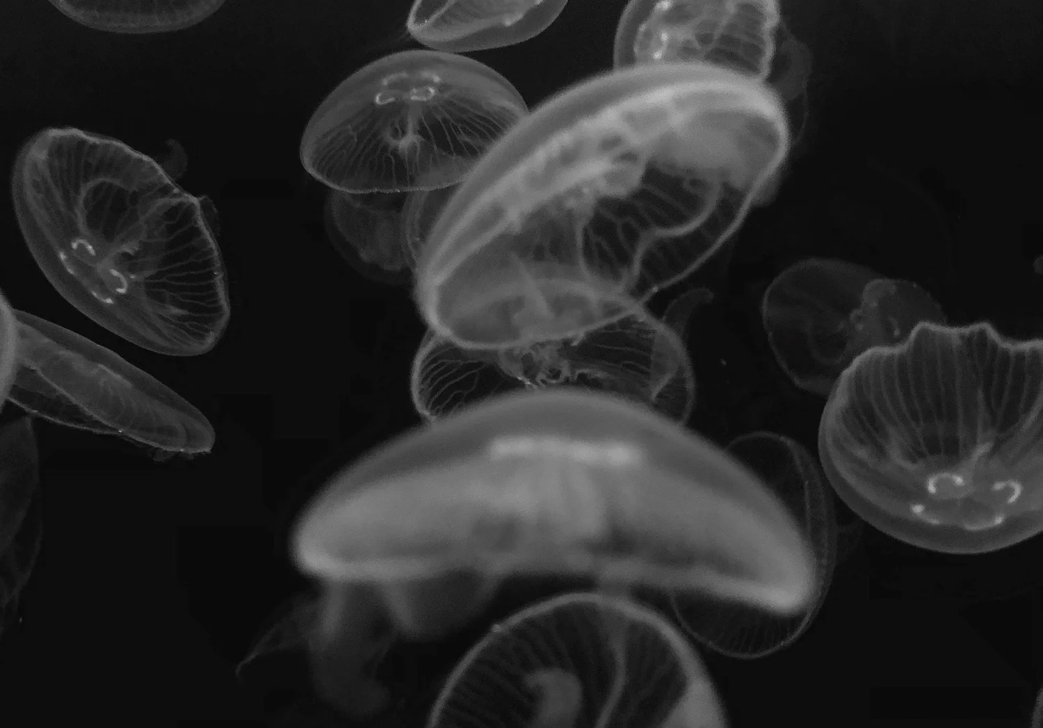 Sunset Marine Labs - Live Jellyfish & Aquariums - Your premier source ...