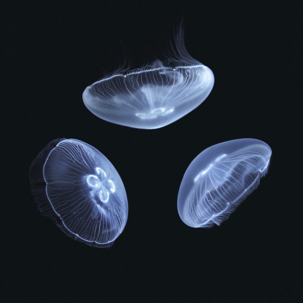 Pet Jellyfish
