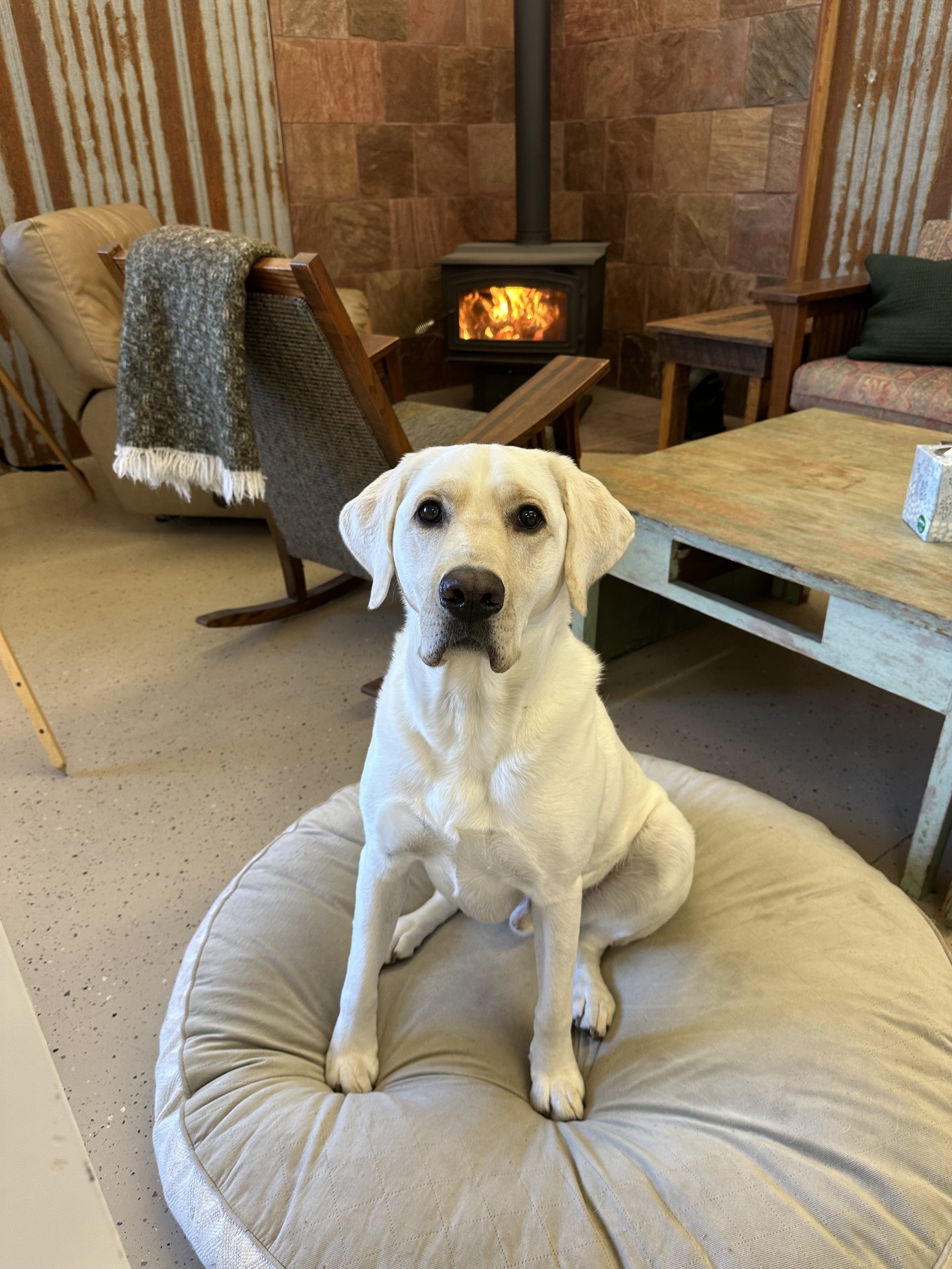 Carrie Moore Studios