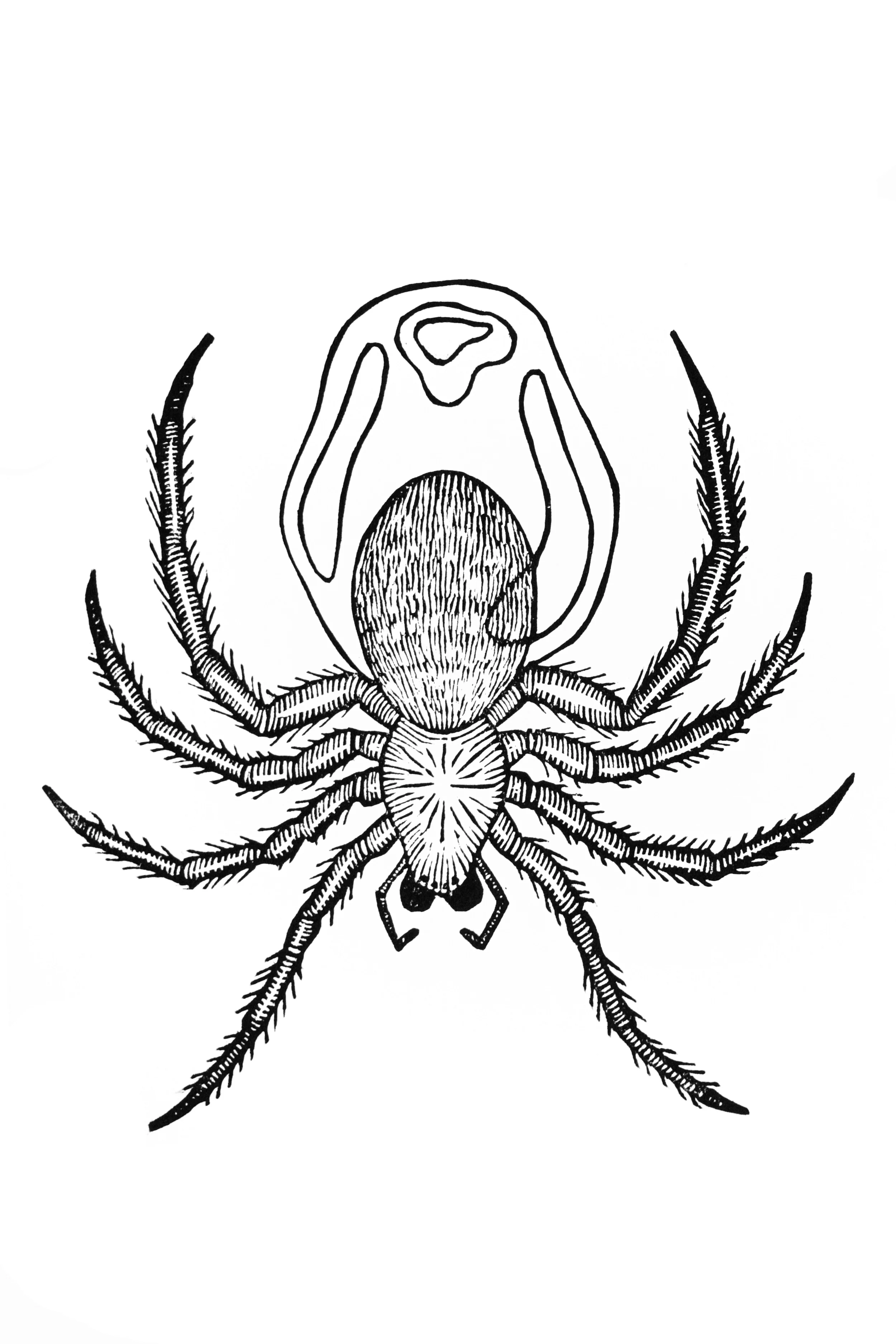 Diving Bell Spider