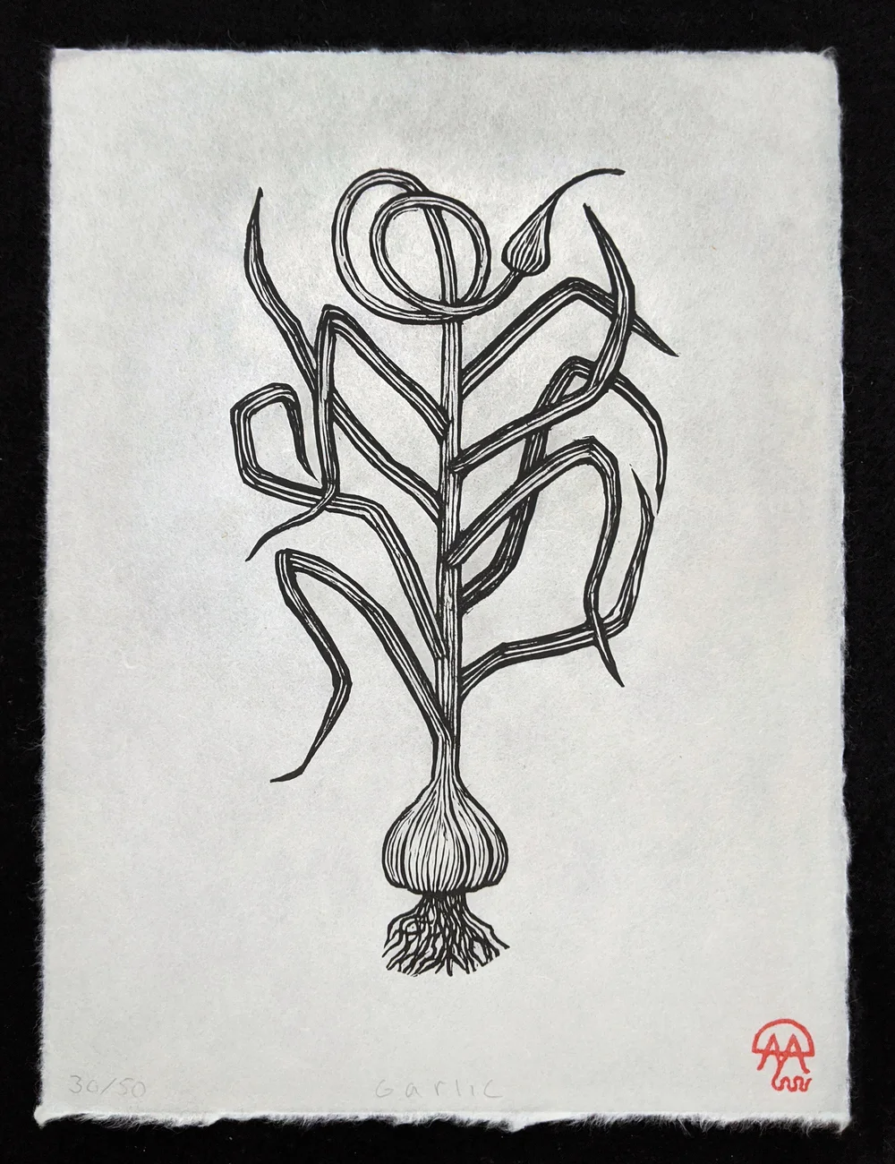 Garlic Botanical Illustration