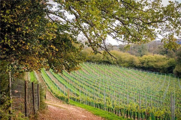 The Best Wine Tasting Vineyards For Your Hen Party — Nude Life™