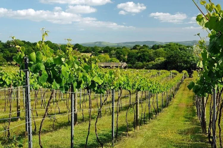 The Best Wine Tasting Vineyards For Your Hen Party — Nude Life™