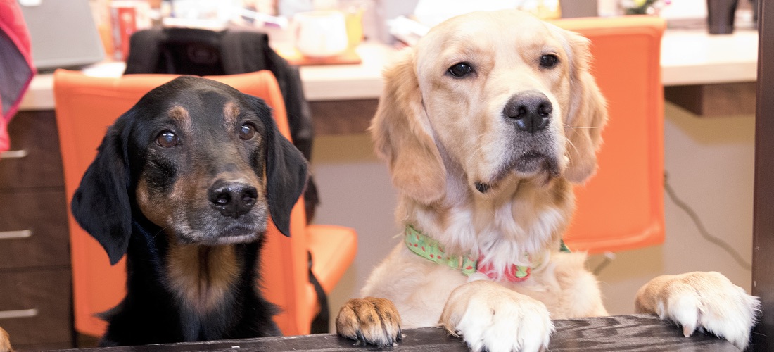 Back on Track Veterinary Hospital in O'Fallon, MO
