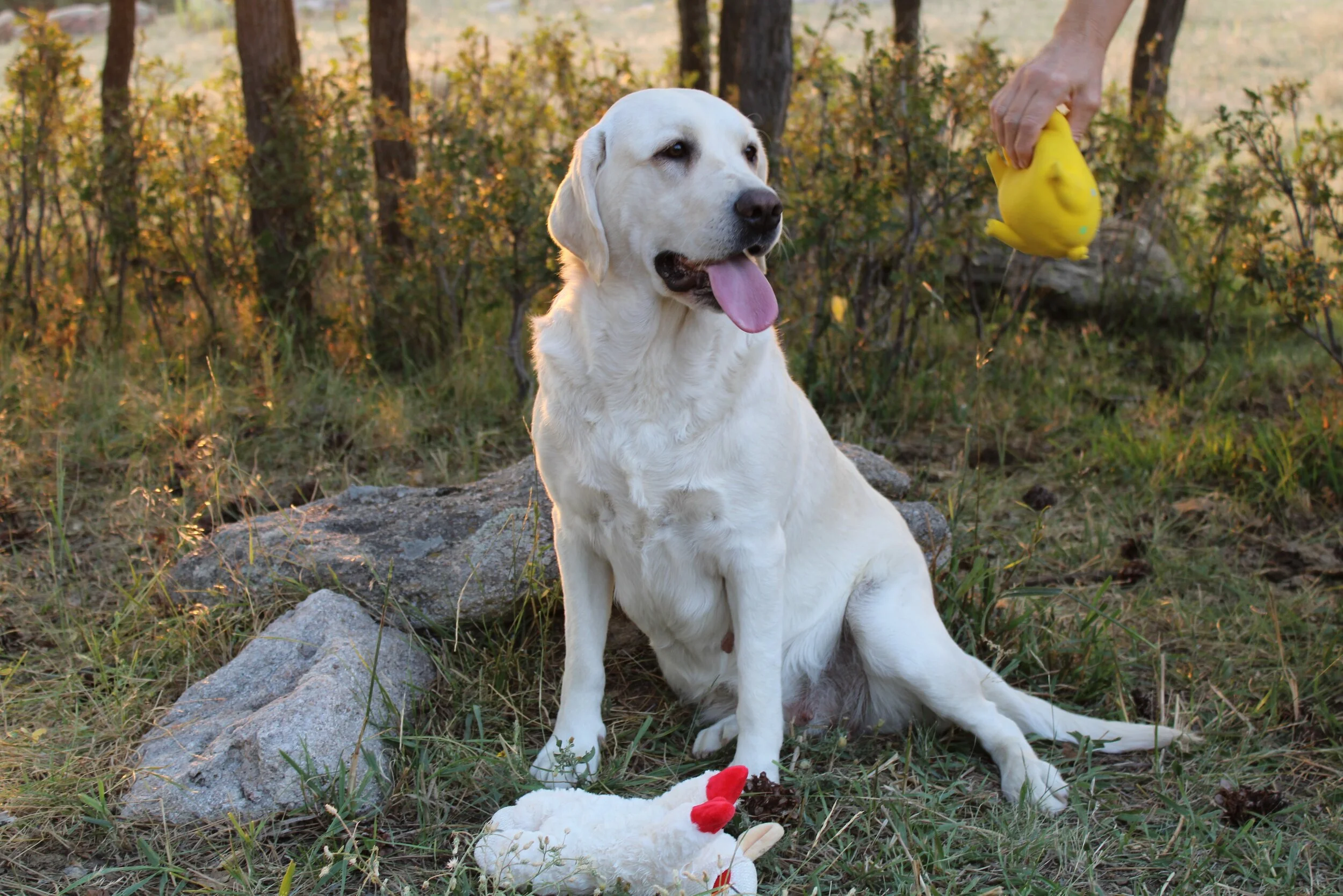 The Girls — Heatherdowns Labradors, Ltd