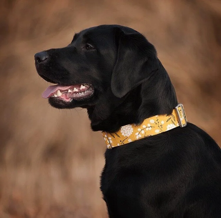 Upcoming Litters — Heatherdowns Labradors, Ltd