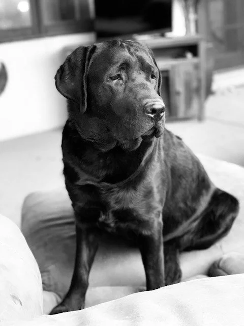 Upcoming Litters — Heatherdowns Labradors, Ltd