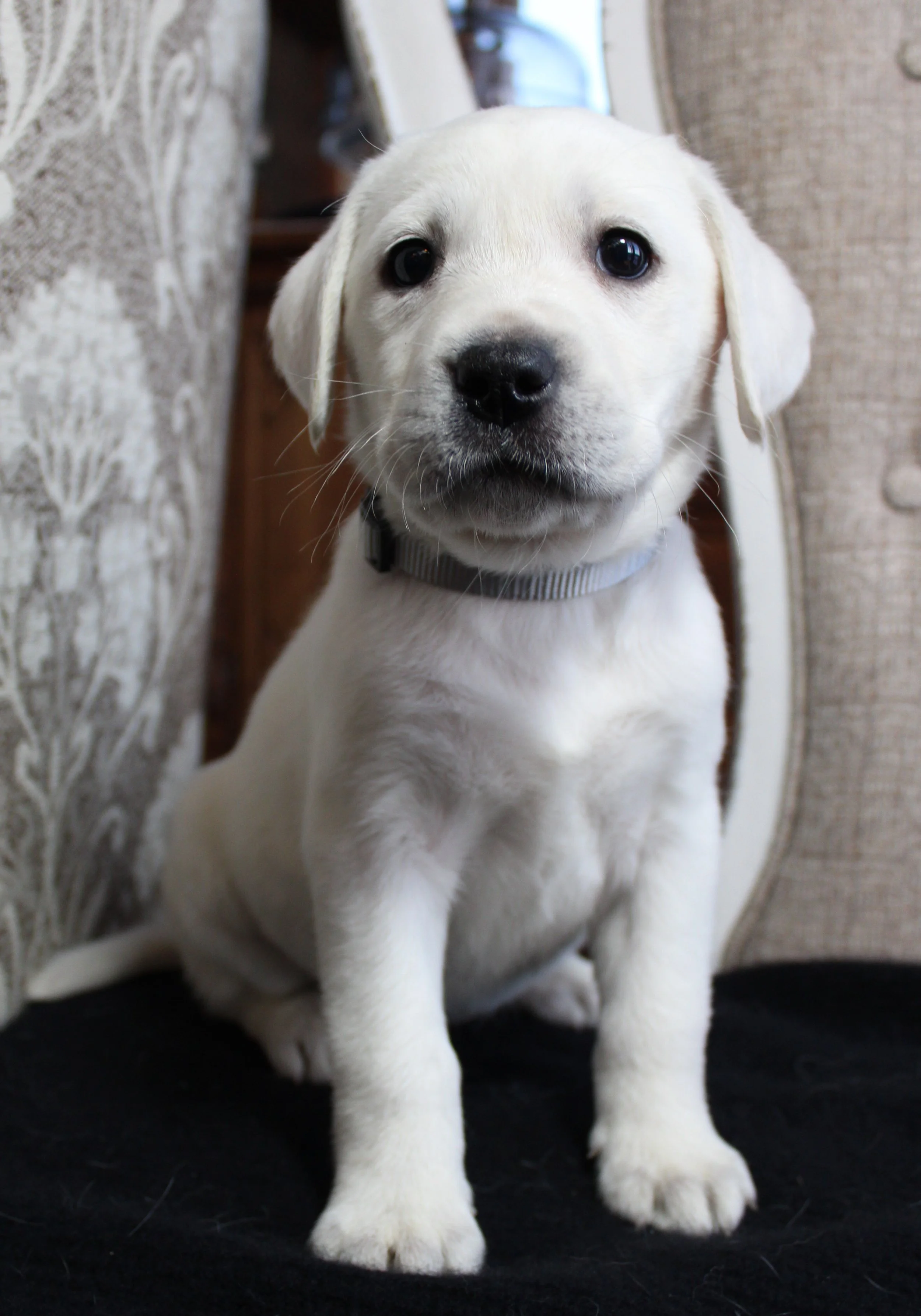 New Parents Page, Your Pup has Arrived! — Heatherdowns Labradors, Ltd
