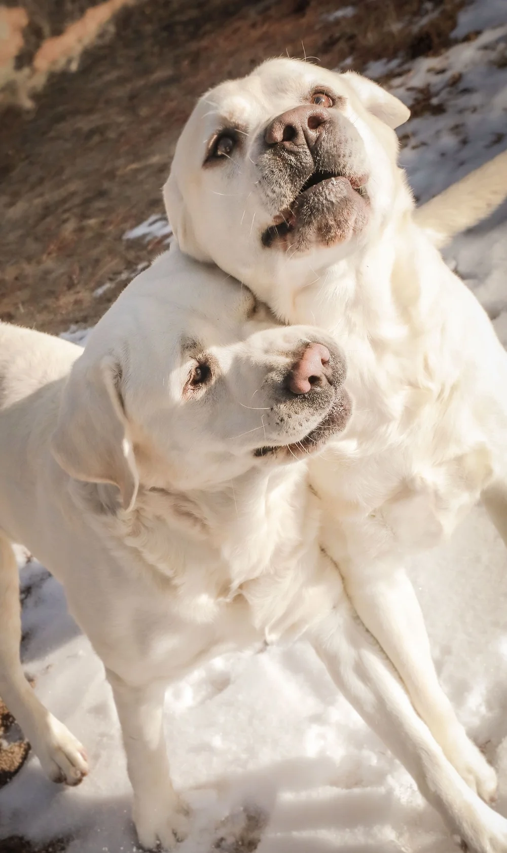 Heatherdowns Labradors, Ltd