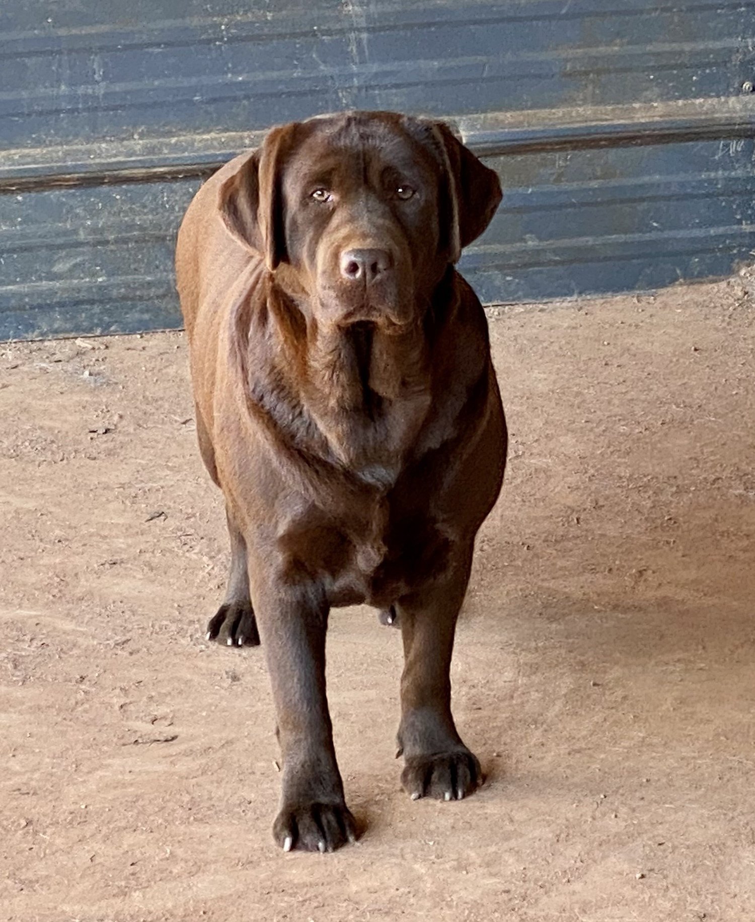 Adult Labradors To Offer — Heatherdowns Labradors, Ltd