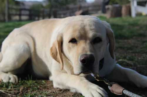 The Girls — Heatherdowns Labradors, Ltd