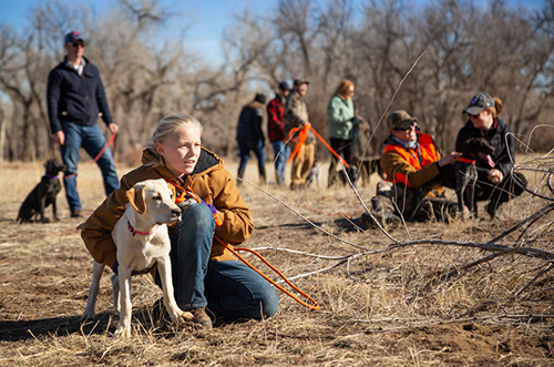 Puppy Training & Hunting Programs — Heatherdowns Labradors, Ltd