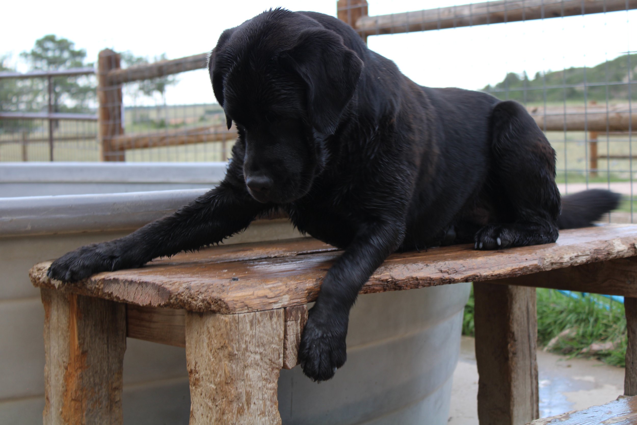 HEATHERDOWNS HETTA GLOGG — Heatherdowns Labradors, Ltd