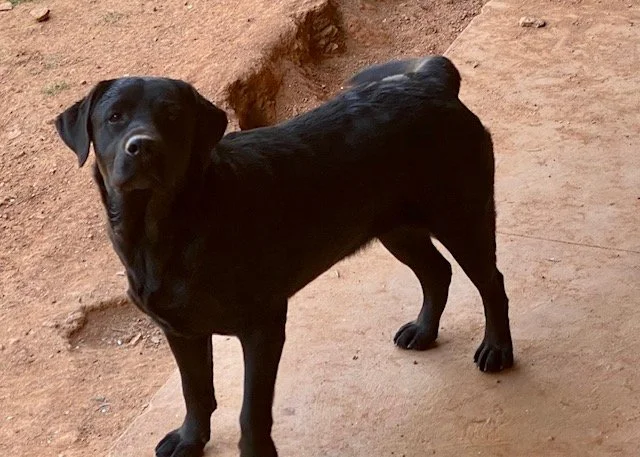 The Girls — Heatherdowns Labradors, Ltd