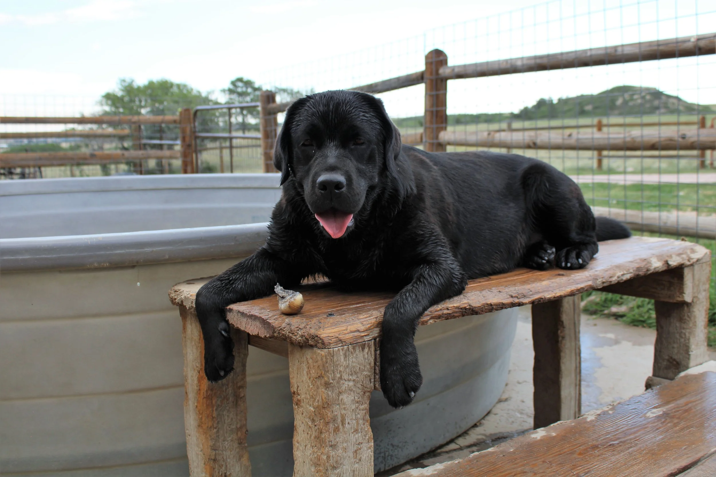 HEATHERDOWNS HETTA GLOGG — Heatherdowns Labradors, Ltd