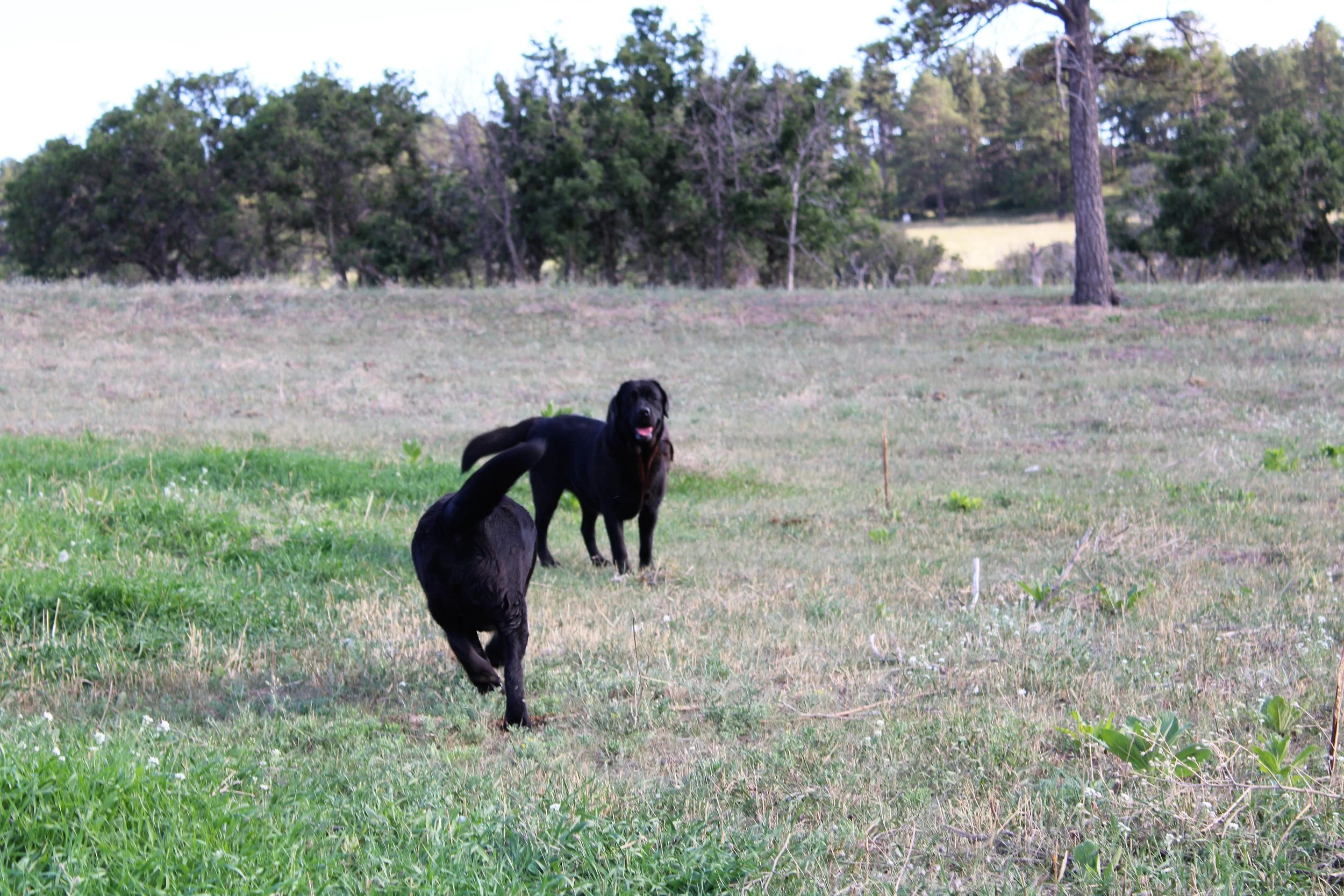 HEATHERDOWNS HETTA GLOGG — Heatherdowns Labradors, Ltd