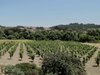 Stirm Wine Co.
