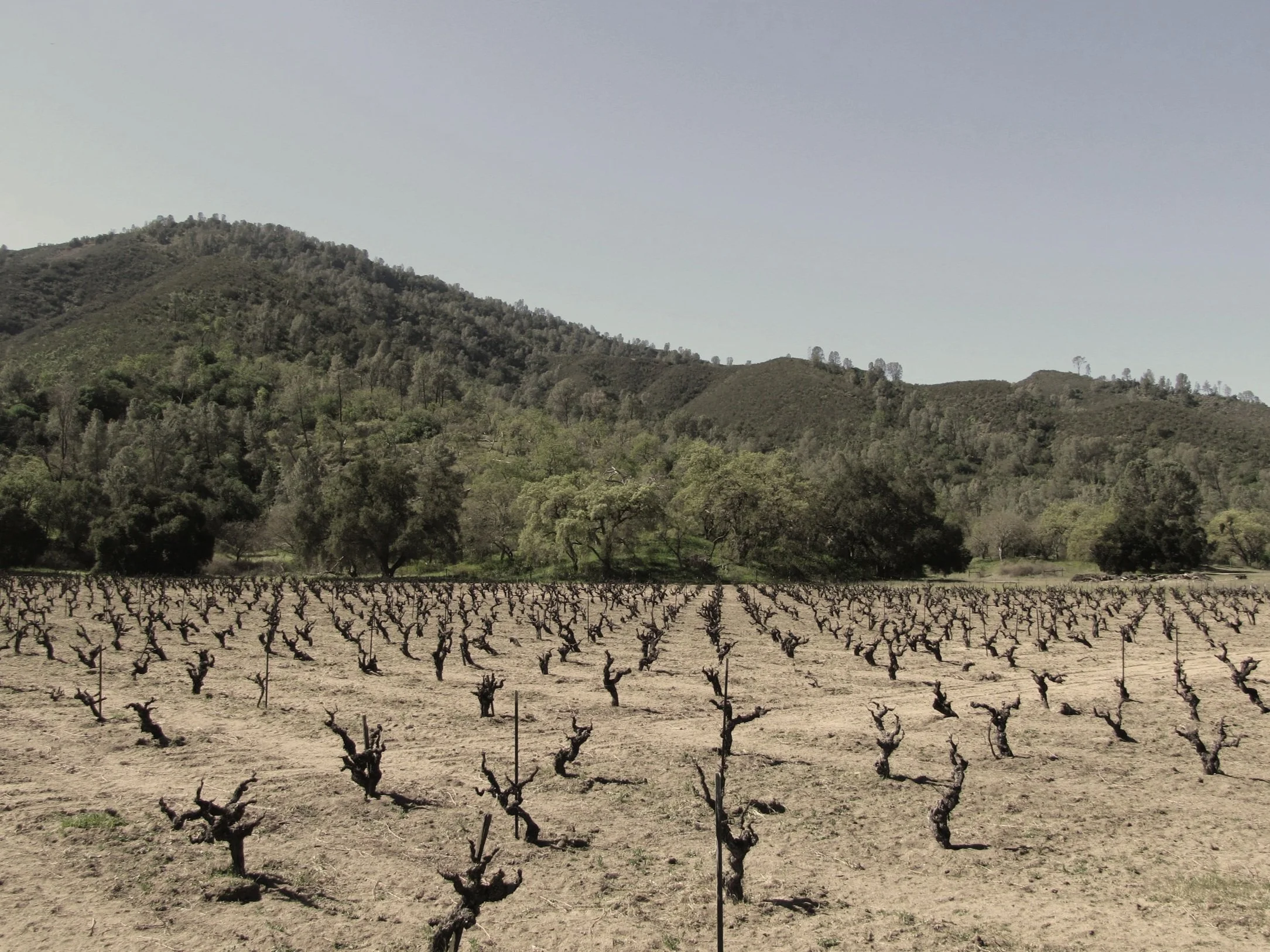 Stirm Wine Co. Vineyards